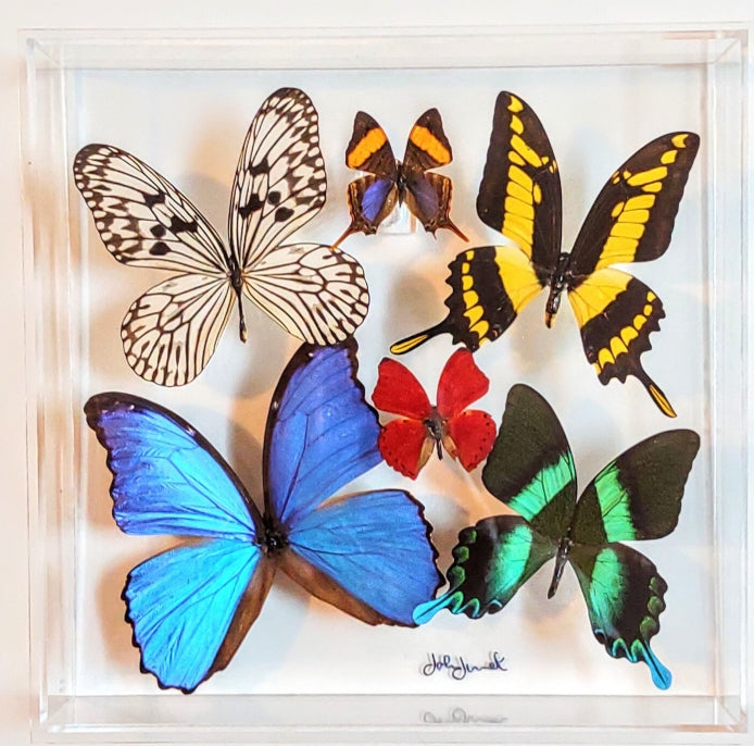 Nature Art framed butterflies-Real mounted butterflies-10x10 displays ...