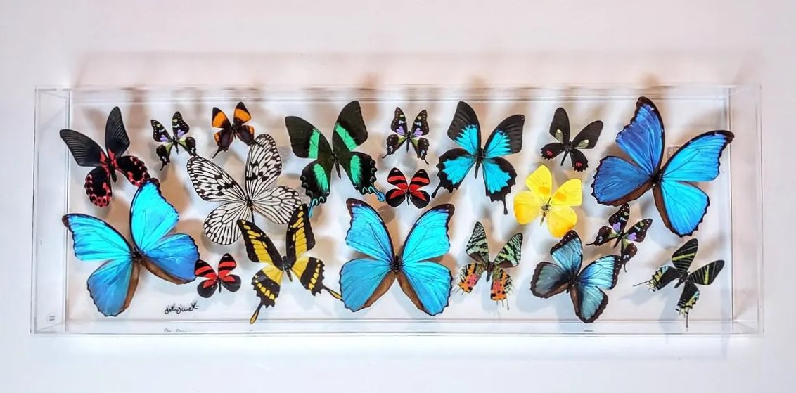 Nature Art framed butterflies-Real mounted butterflies- all displays ...