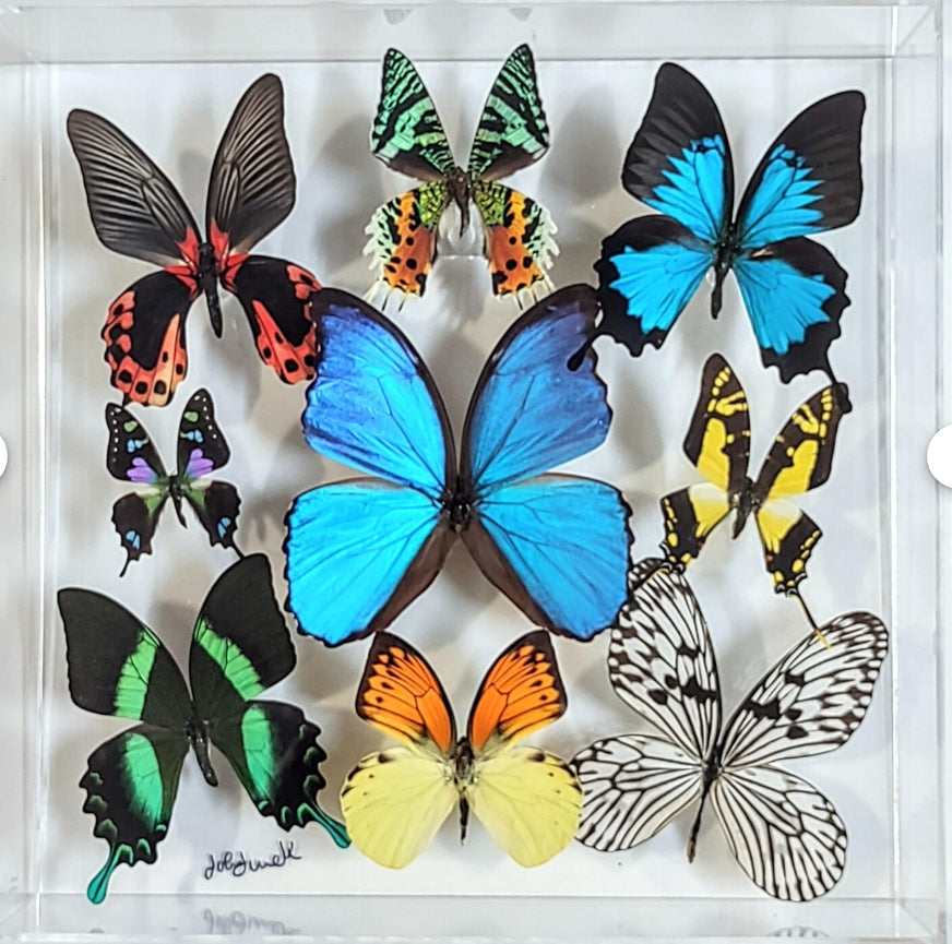 Nature Art framed butterflies-Real mounted butterflies-12x12 displays ...