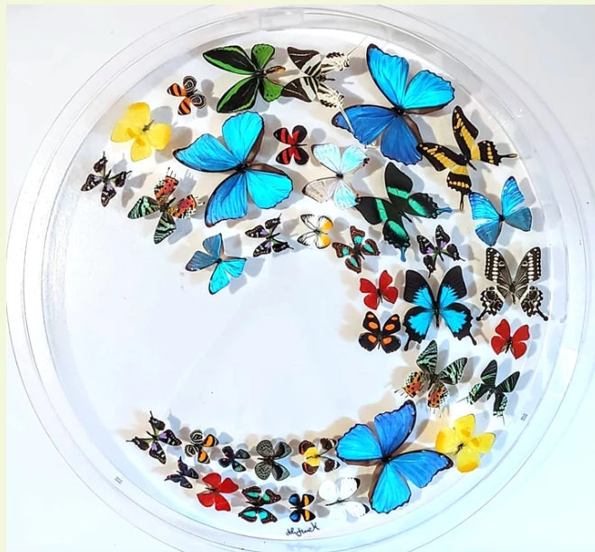 Nature Art framed butterflies-Real mounted butterflies-circle frames ...