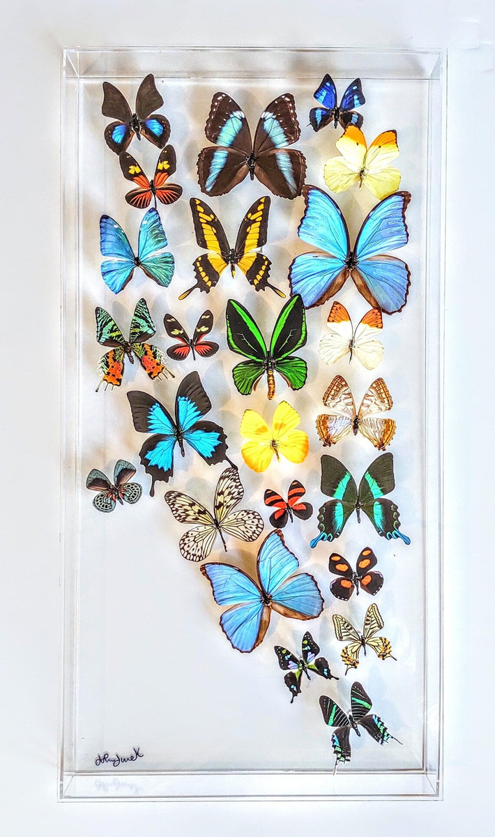 10" x 30" Butterfly Displays – nature art butterflies