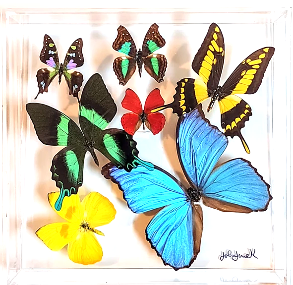 Nature Art Butterflies — Real Framed Butterfly Displays – nature art ...