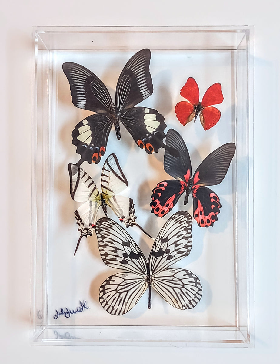 Framed Butterflies-Mounted Butterflies-Preserved Butterflies – nature ...