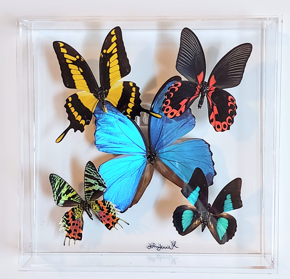 Framed Butterflies-Mounted Butterflies-Preserved Butterflies – nature ...