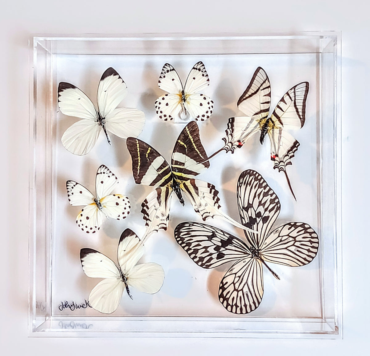Framed Butterflies-Mounted Butterflies-Preserved Butterflies – nature ...