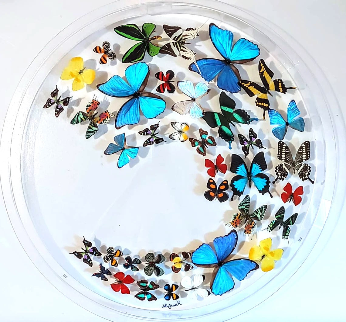 Framed Butterflies-Mounted Butterflies-Preserved Butterflies – nature ...