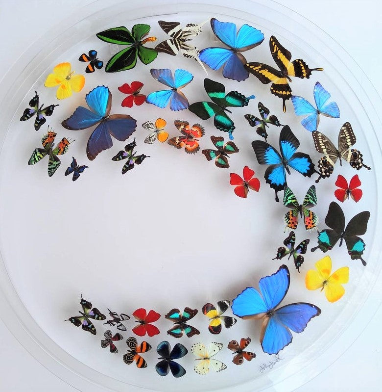 Nature Art Butterflies - Real framed butterflies in butterfly displays ...
