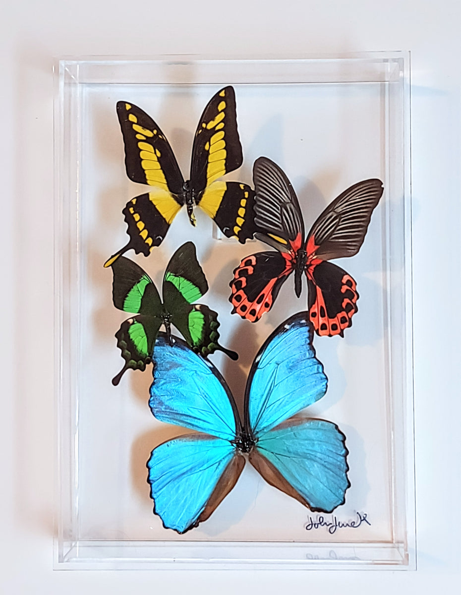 Framed Butterflies-Mounted Butterflies-Preserved Butterflies – nature ...