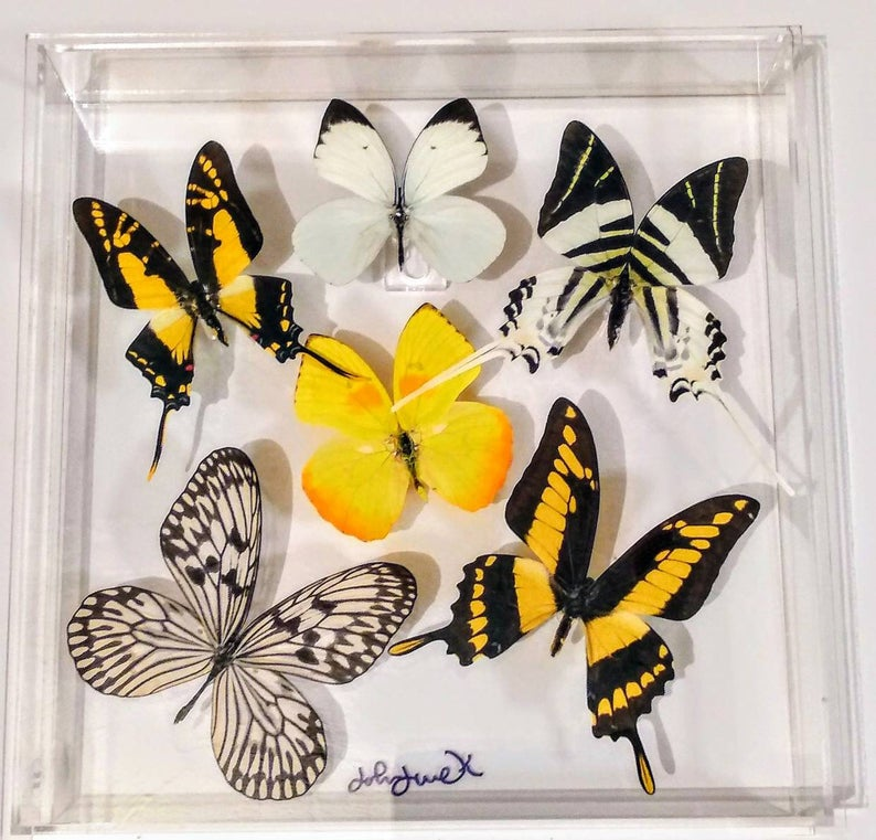 10x10x2 Butterfly Display – nature art butterflies