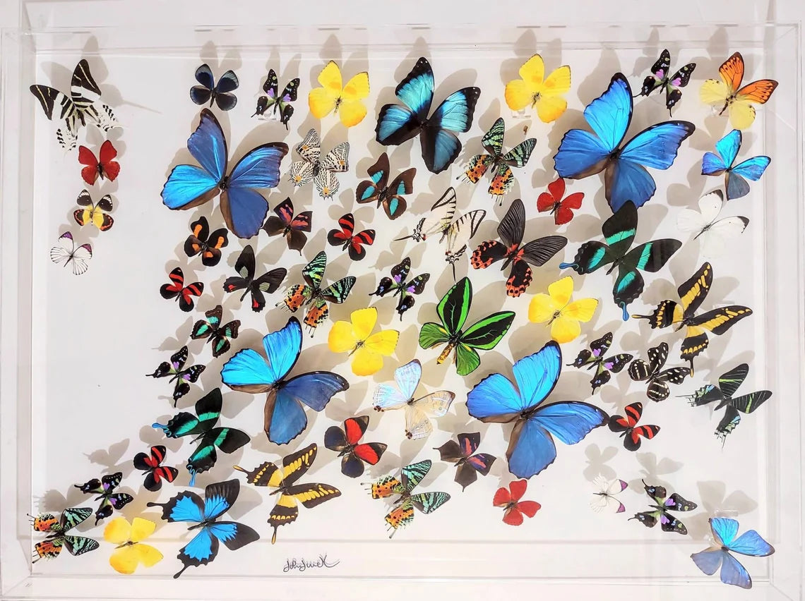 Framed Butterflies-Mounted Butterflies-Preserved Butterflies – nature ...