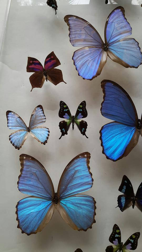 Real Butterflies