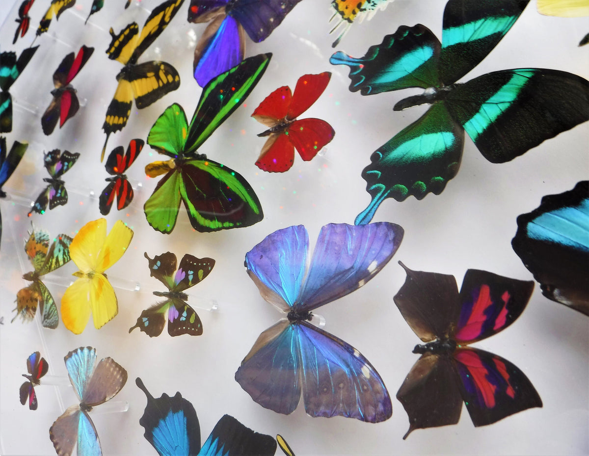 Framed Butterflies-Mounted Butterflies-Preserved Butterflies – nature ...