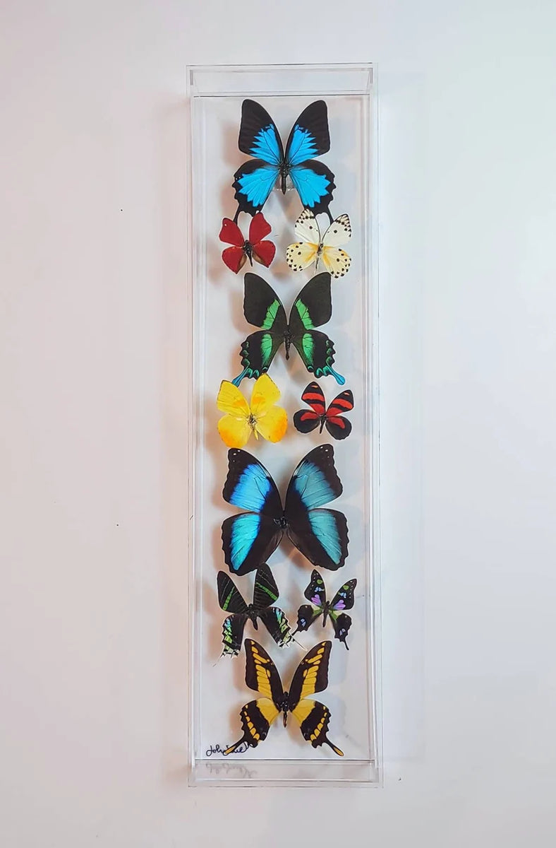 Framed Butterflies-Mounted Butterflies-Preserved Butterflies – nature ...
